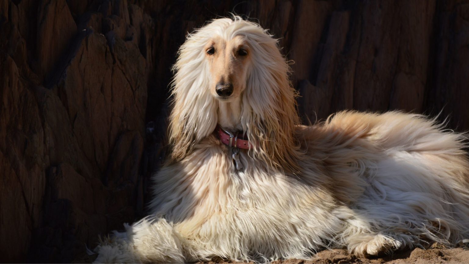 Dog breeds: the elegance of the Afghan Hound - YUUP!