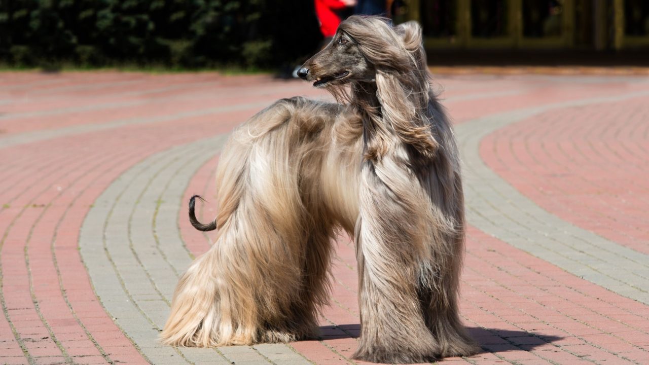 Dog breeds: the elegance of the Afghan Hound - YUUP!