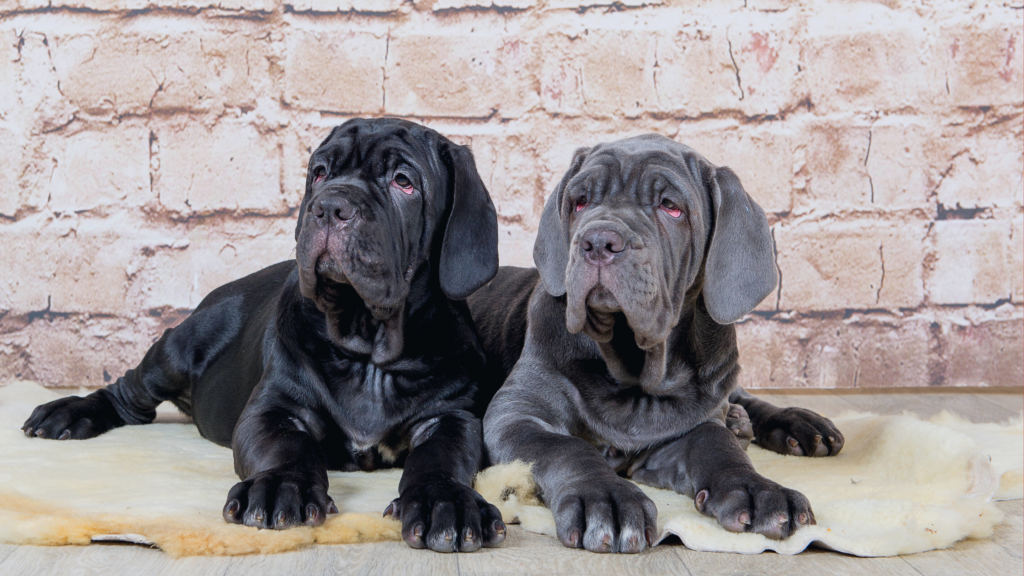 Dog breeds: the Neapolitan mastiff, friendliness and authority - YUUP!