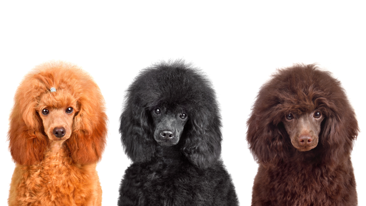 Razze di cani: il barbone, la celebrità delle esposizioni canine - YUUP!