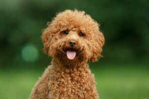 Todos los colores de los perros - YUUP!