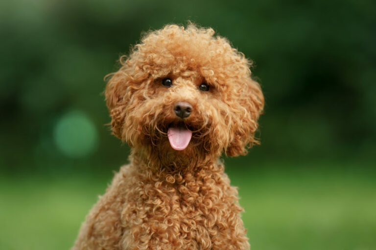 Todos los colores de los perros - YUUP!