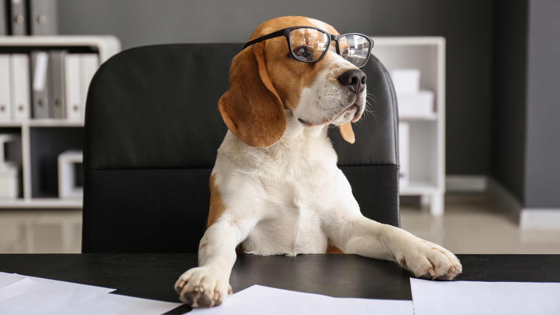 Llevar a tu perro a la oficina: todo lo que necesitas saber - YUUP!
