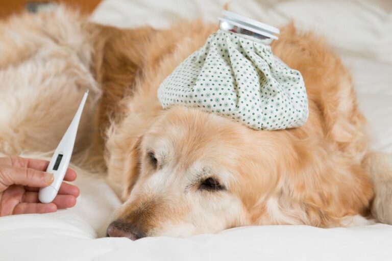 I cani sentono freddo? Sintomi e rimedi | Yuup!